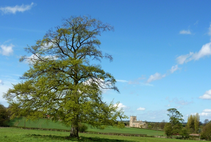 Cuckney and Norton | Sherwood Forest Information