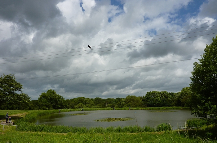 Wellow | Sherwood Forest Information