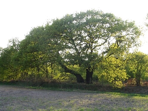 The Ancient Trees of Sherwood Forest | Sherwood Forest Information